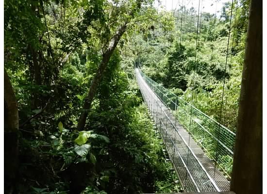 South Shore Canopy Zip Line Tour | Caribbean Adventures Roatan - Tours ...